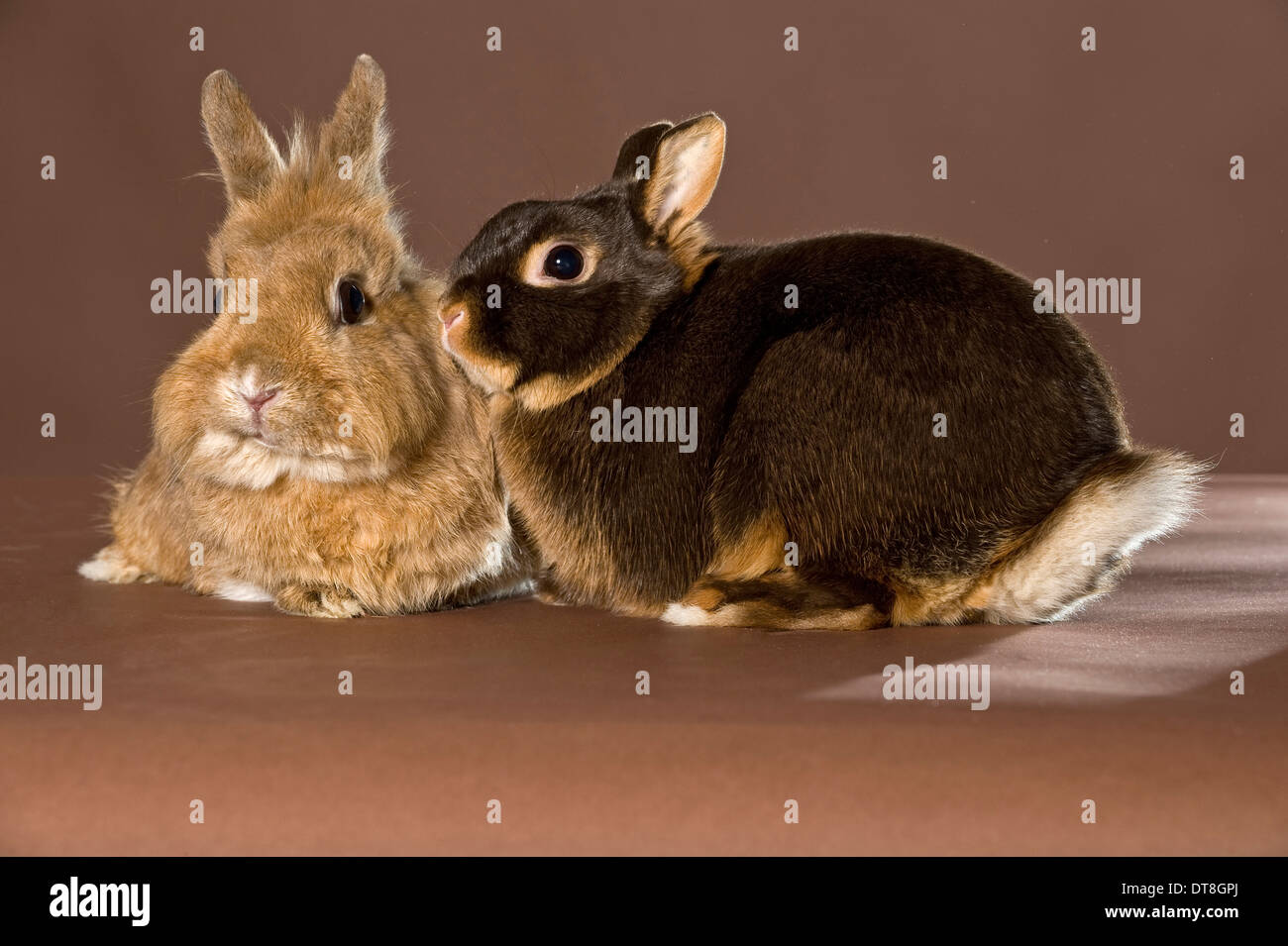 Dwarf Rabbit Size Comparison