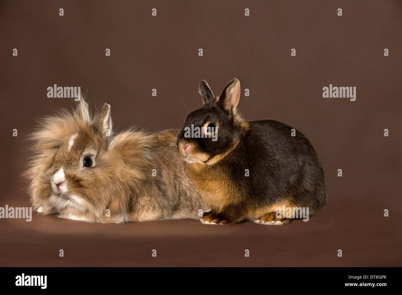Dwarf Rabbit Size Comparison