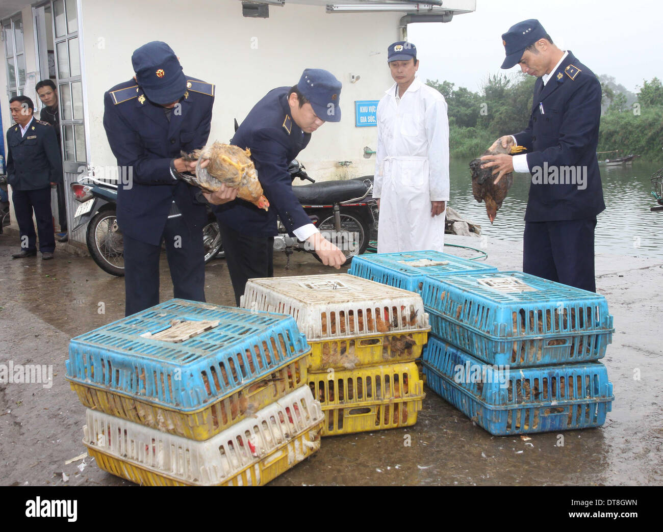 Hanoi, Vietnam. 12th Feb, 2014. Veterinary staff members check live ...