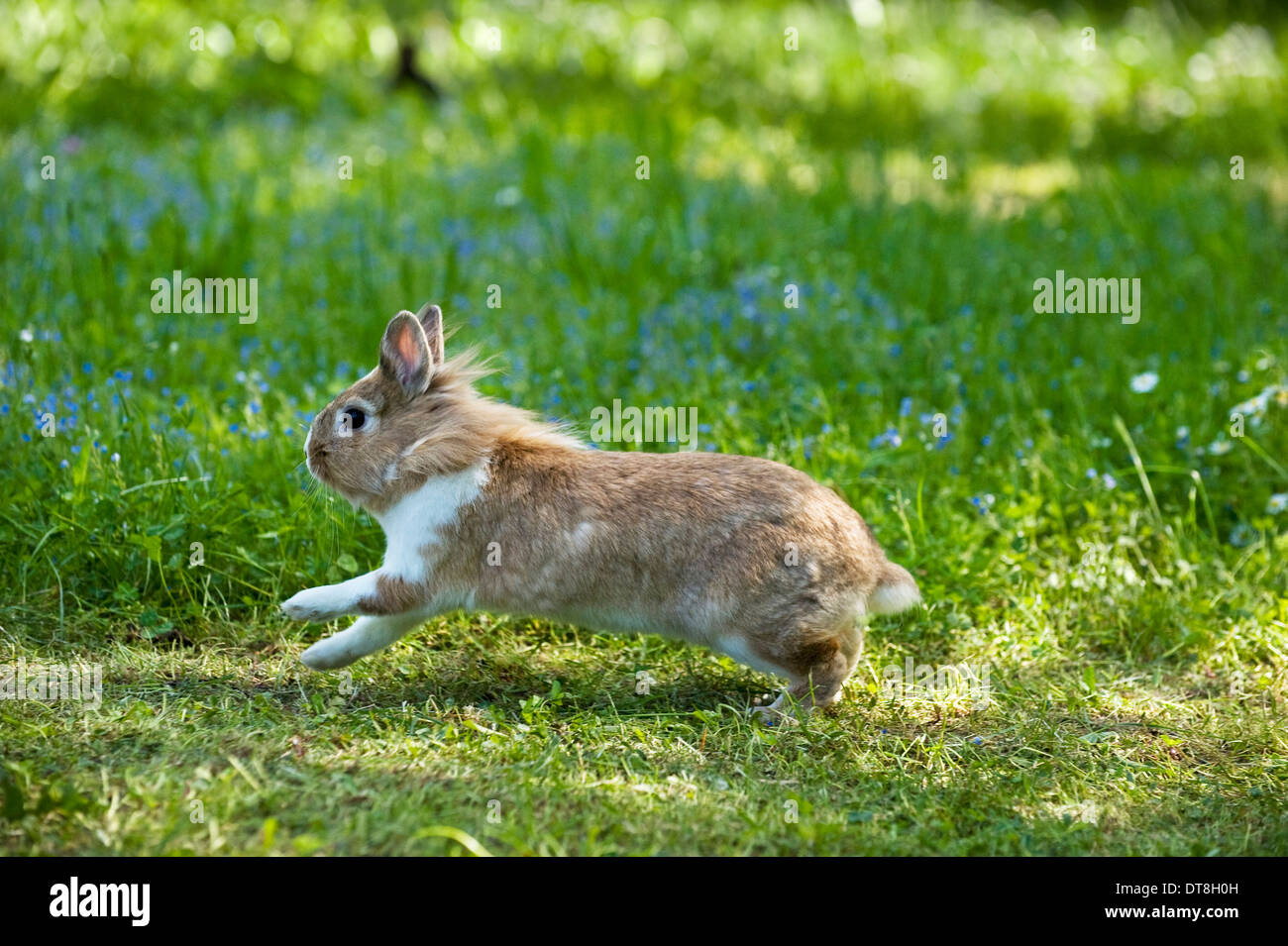 Dwarf Rabbit, Lionhead Rabbit running on grass Stock Photo - Alamy