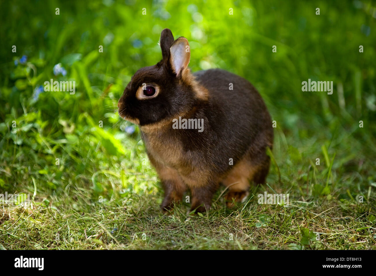 Dwarf Rabbit, Netherland Dwarf A black-and-tan adult on a meadow Stock ...