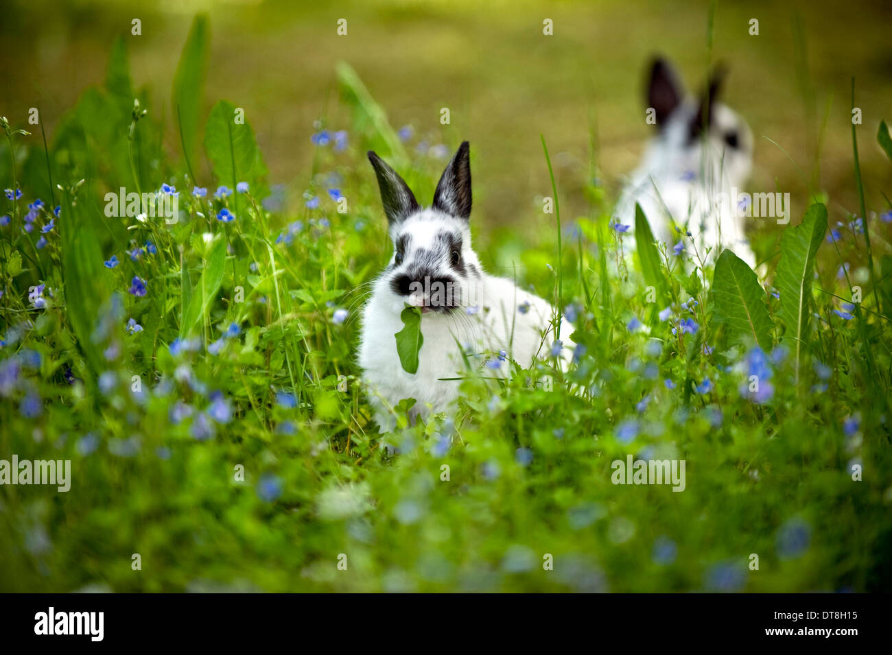 With black and white rabbit hi-res stock photography and images - Alamy