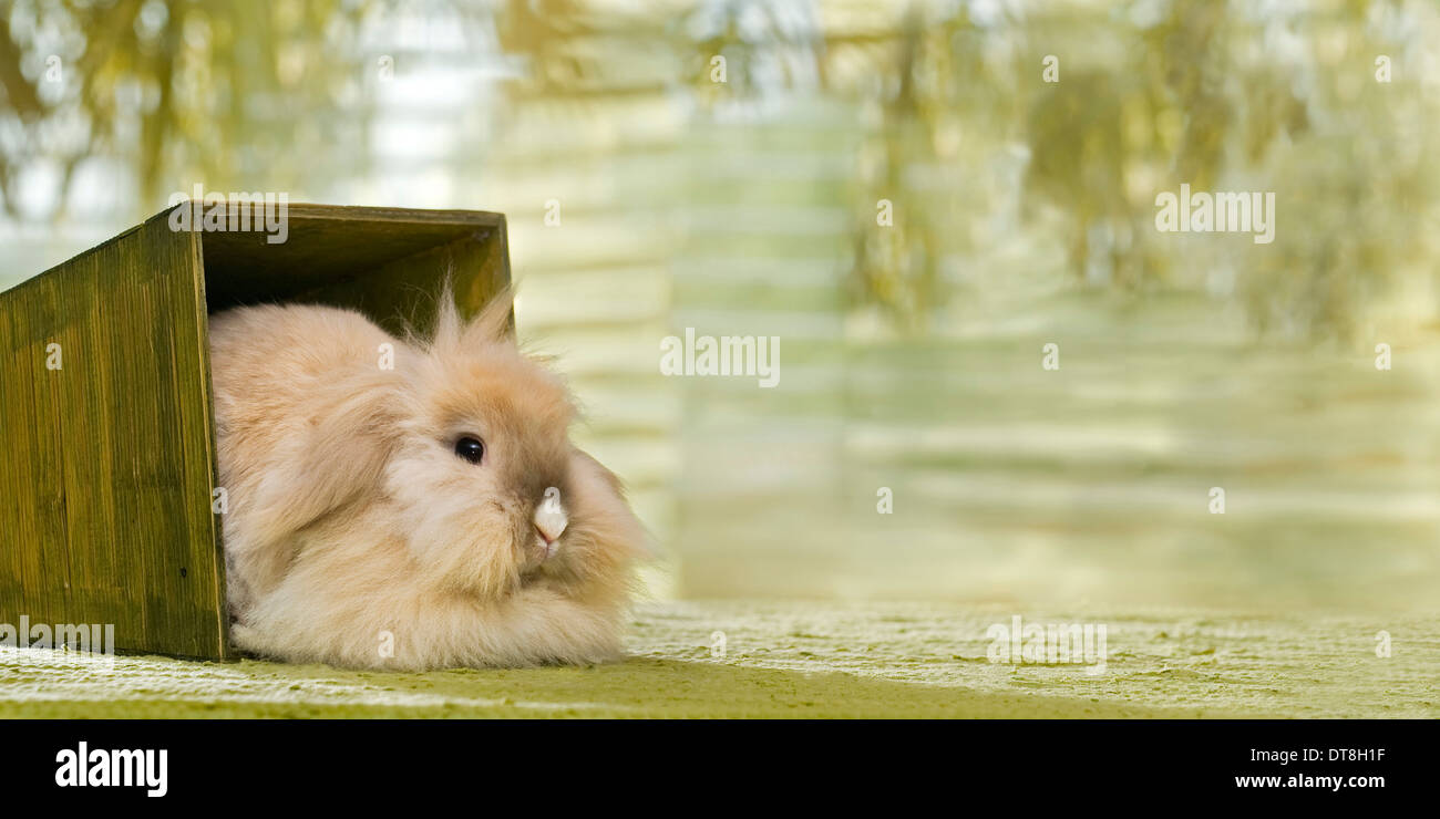 Miniature Lion Lop rabbit in a wicker basket Stock Photo - Alamy