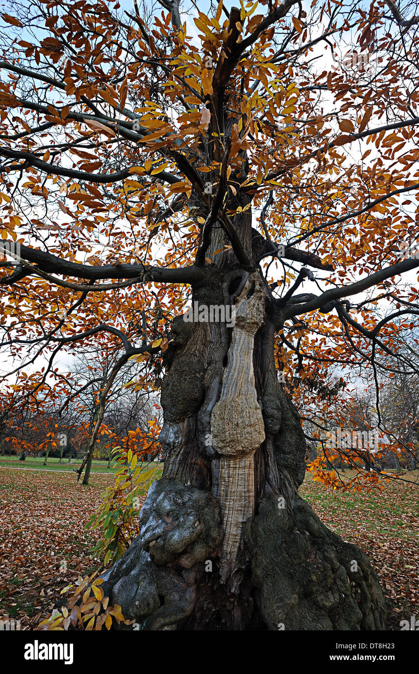 Abnormal tree hi-res stock photography and images - Alamy