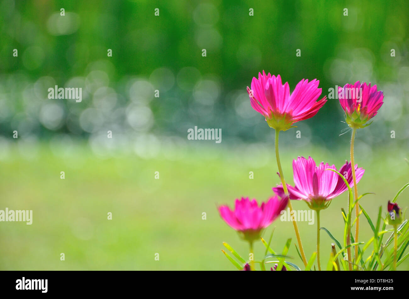 Pink color daisies in grass field with green background Stock Photo - Alamy