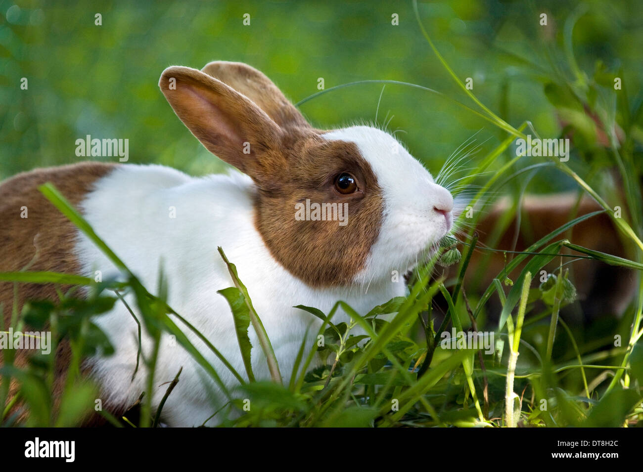 Dutch Rabbit on a meadow, eating Stock Photo - Alamy