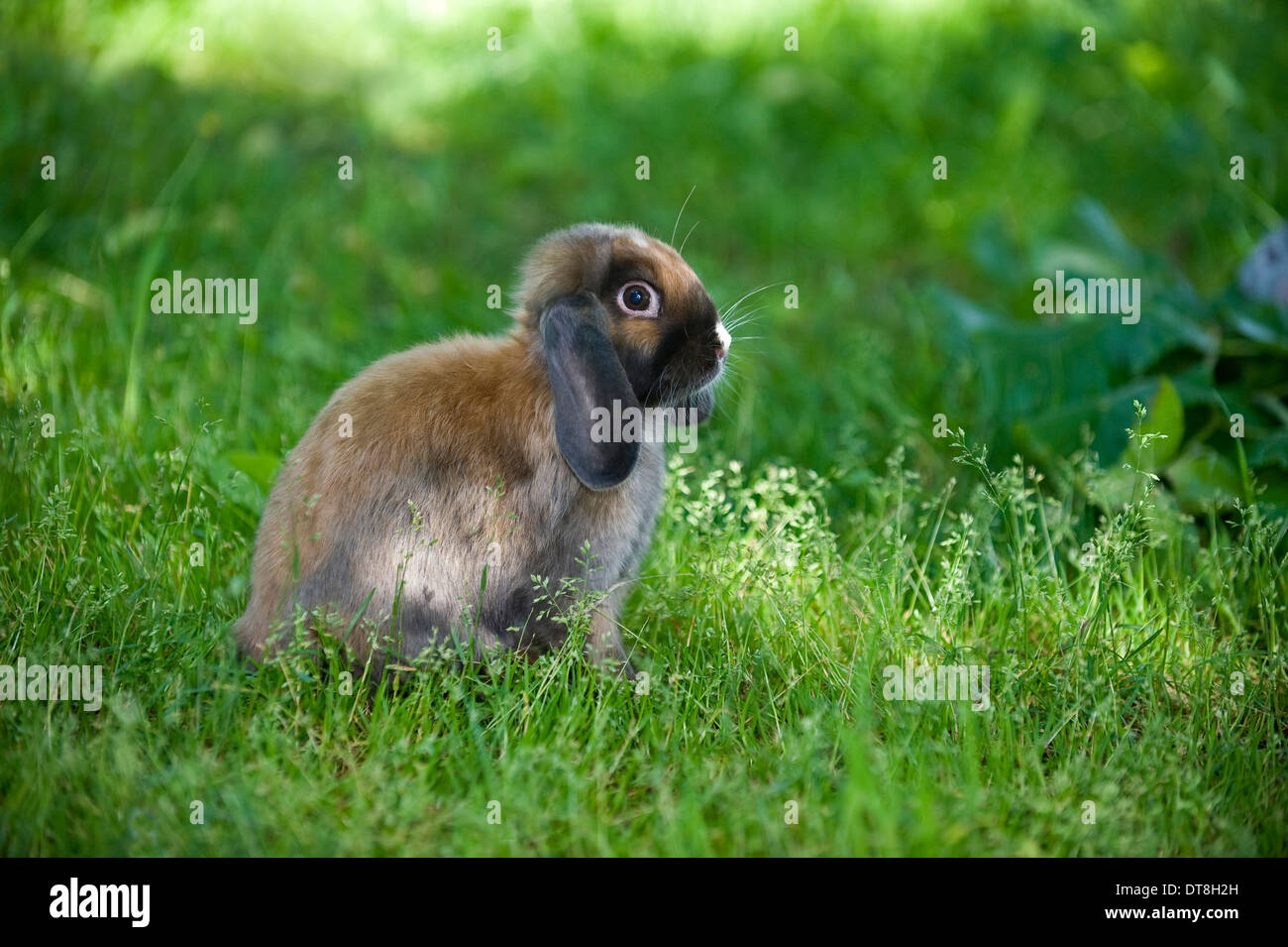 Dwarf Lop rabbit (4 month old) on a meadow Stock Photo - Alamy