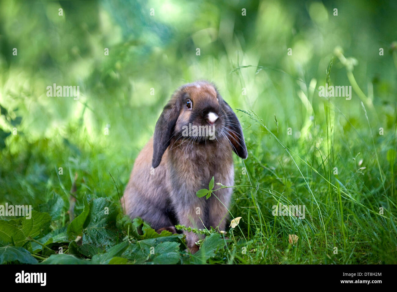 Dwarf Lop rabbit (4 month old) on a meadow Stock Photo - Alamy