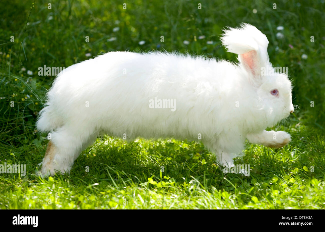 White Angora Rabbit running on grass Stock Photo - Alamy