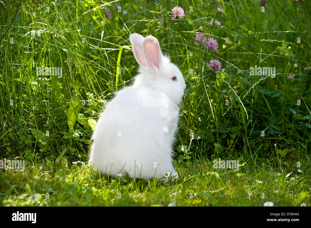 White Angora Rabbit Young (8 weeks old) on a meadow Stock Photo - Alamy