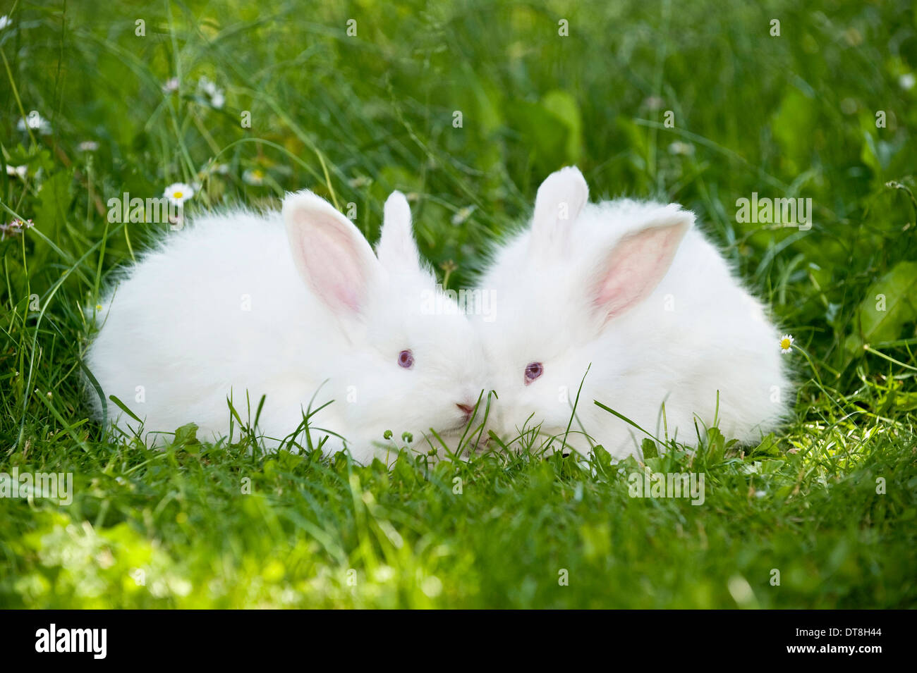 White angora rabbit two young 8 weeks old hi-res stock photography and ...