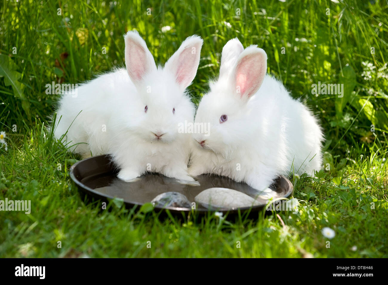 White angora rabbit two young 8 weeks old hi-res stock photography and ...