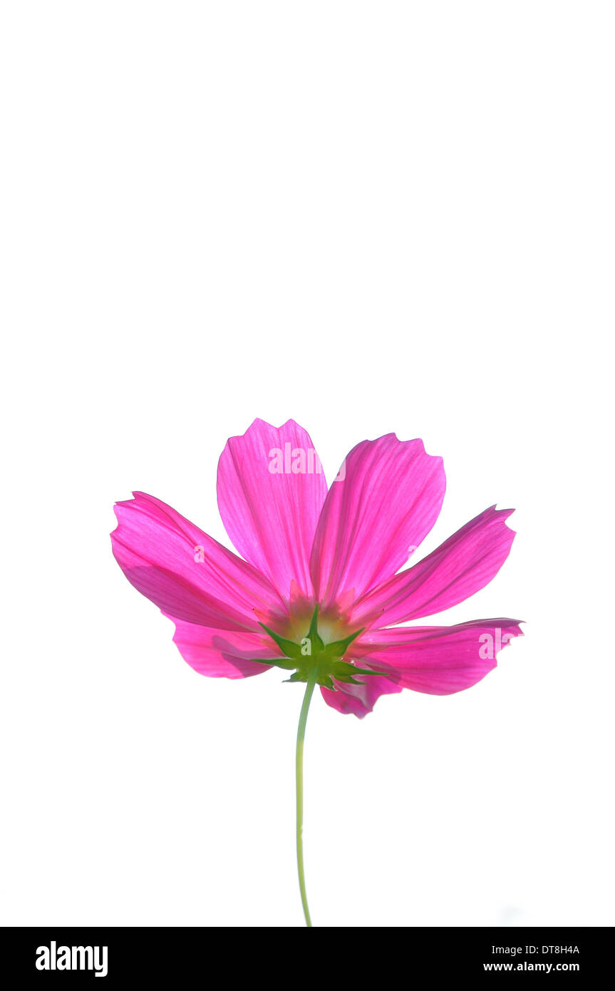 Pink color daisies in grass field with white background Stock Photo - Alamy