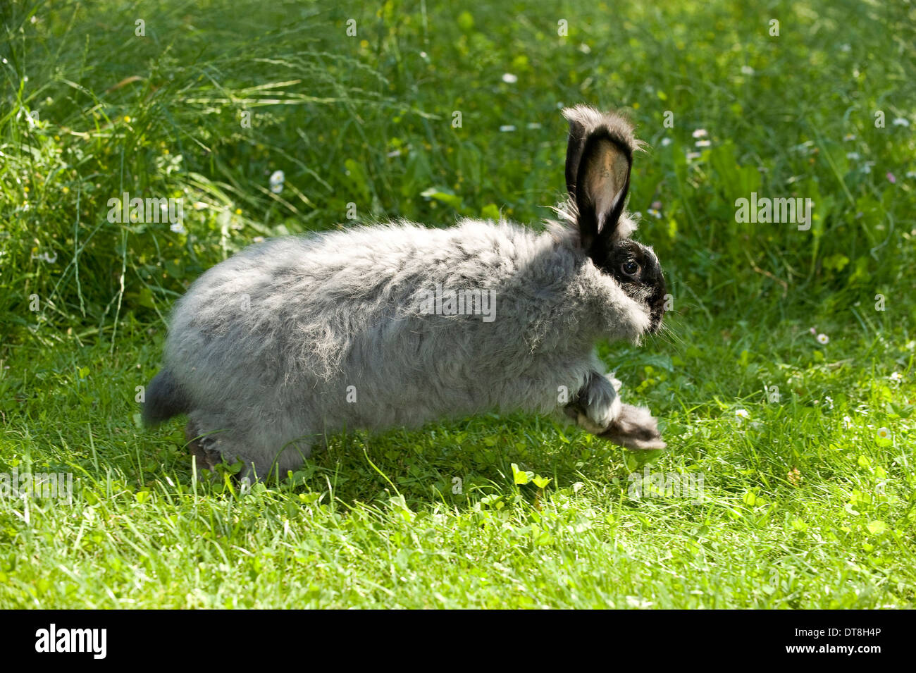 Angora rabbit on grass hi-res stock photography and images - Alamy