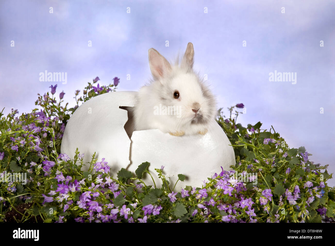 Dwarf Rabbit Young looking out from a broken egg, lying in blue flowers ...