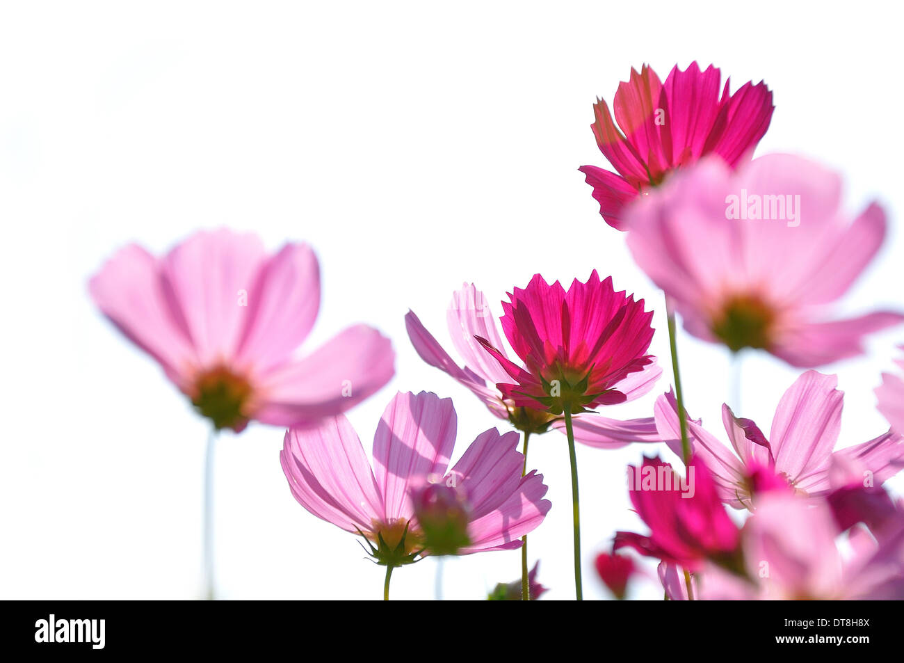 Pink color daisies in grass field with white background Stock Photo - Alamy