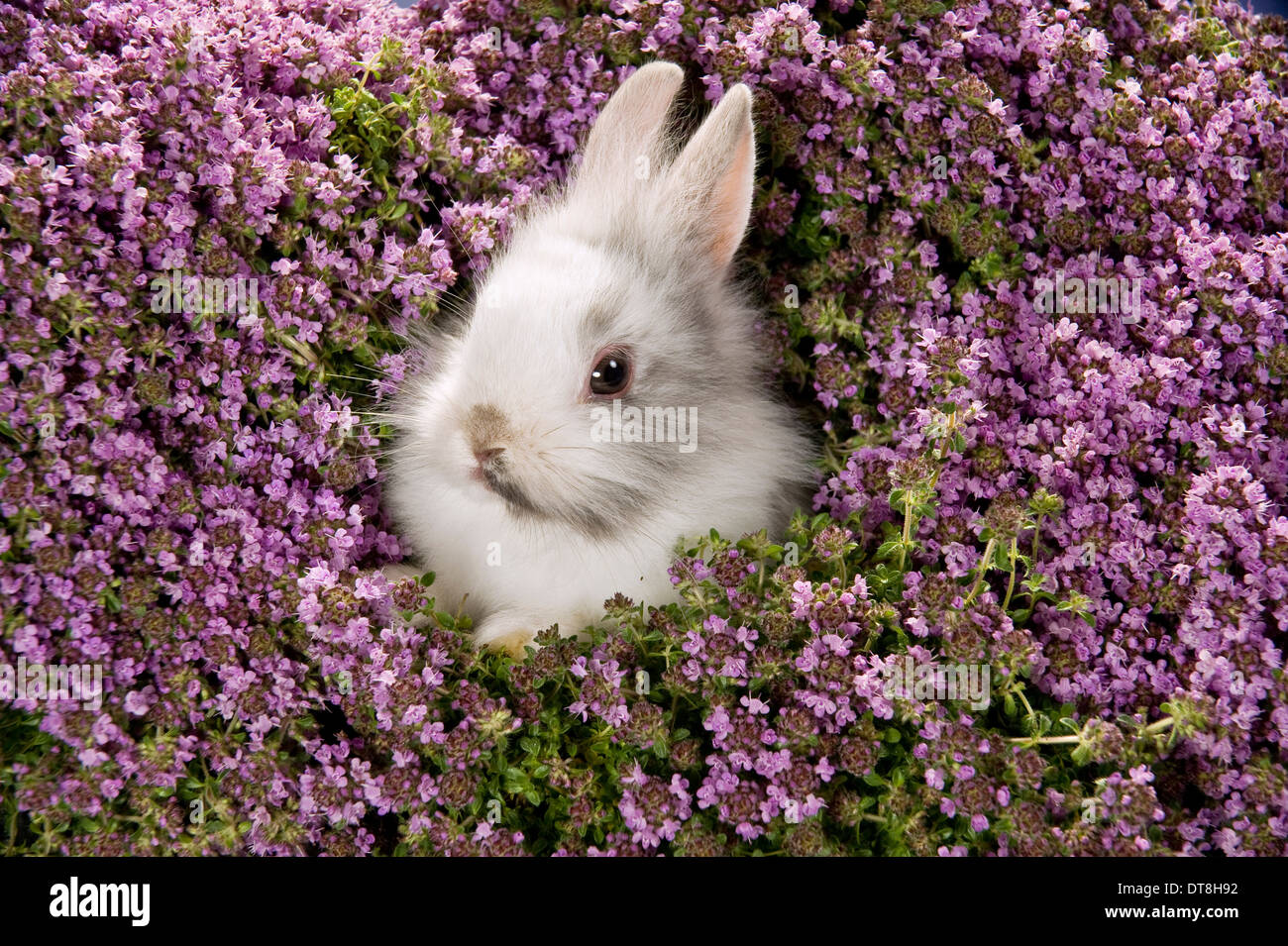 Dwarf Rabbit Young (7 weeks old) in flowering Thyme Stock Photo - Alamy