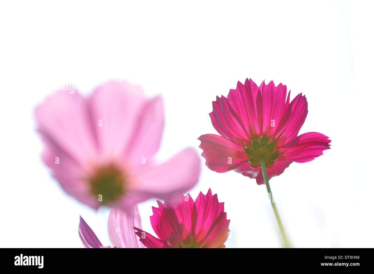 Pink color daisies in grass field with white background Stock Photo - Alamy