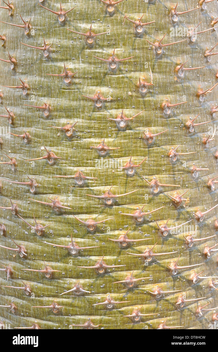 A cactus texture Stock Photo - Alamy