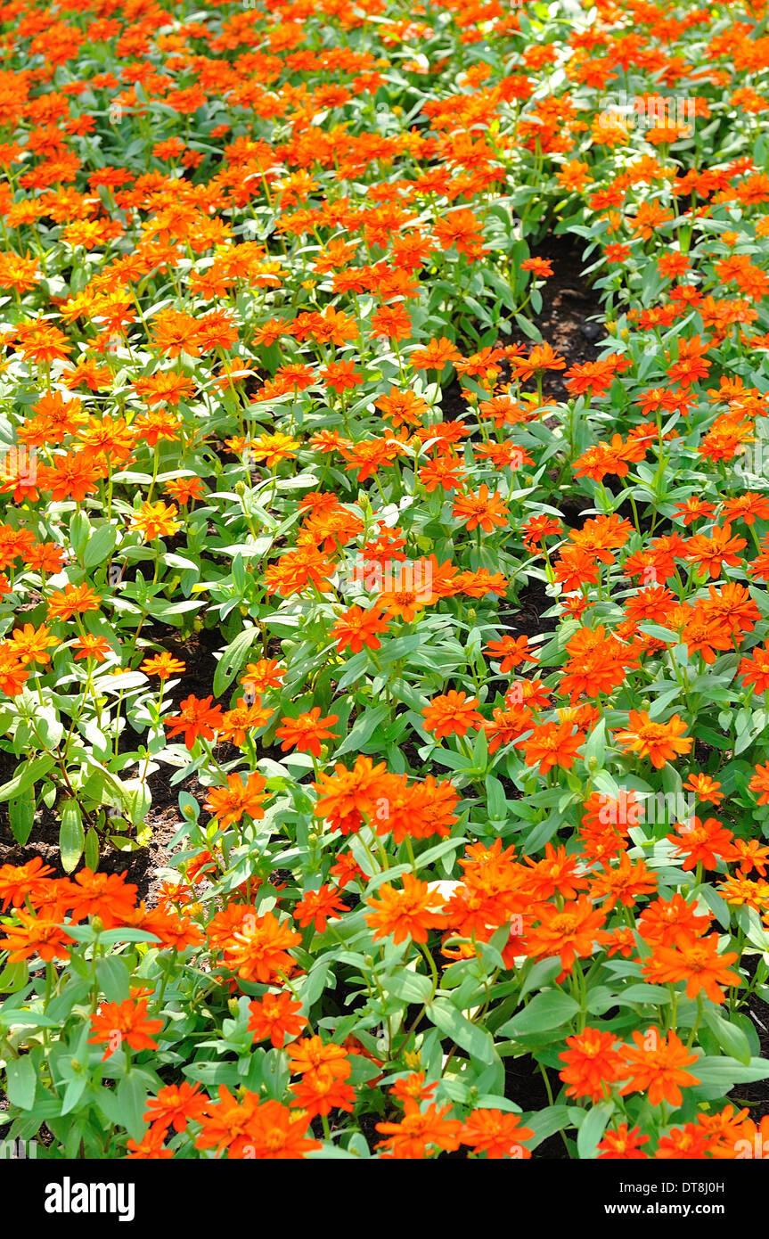 Chrysanthemums flower, golden daisy Stock Photo - Alamy