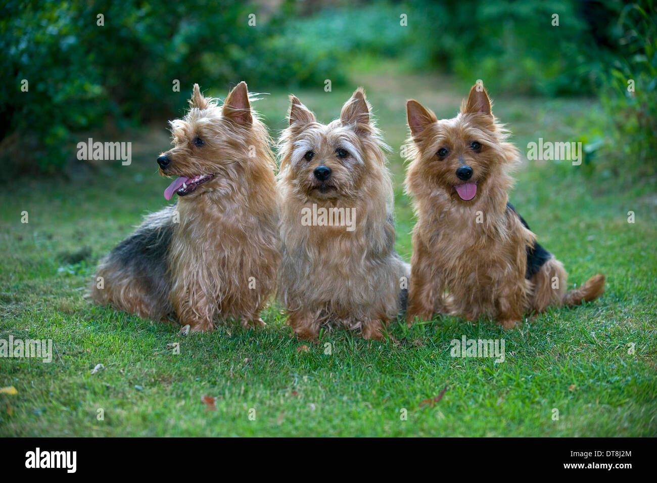 Australian terrier 3 generations hi-res stock photography and images ...