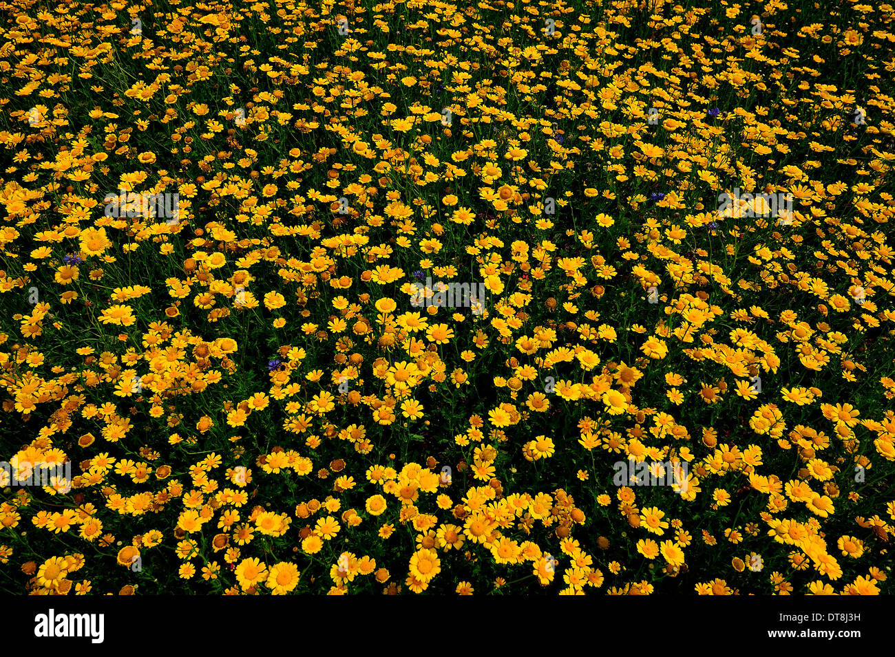 Flourish flowers hi-res stock photography and images - Alamy