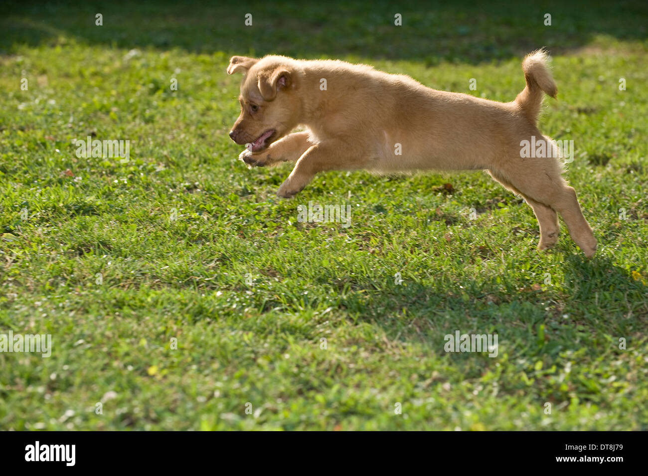 Dog leaping on lawn hi-res stock photography and images - Alamy