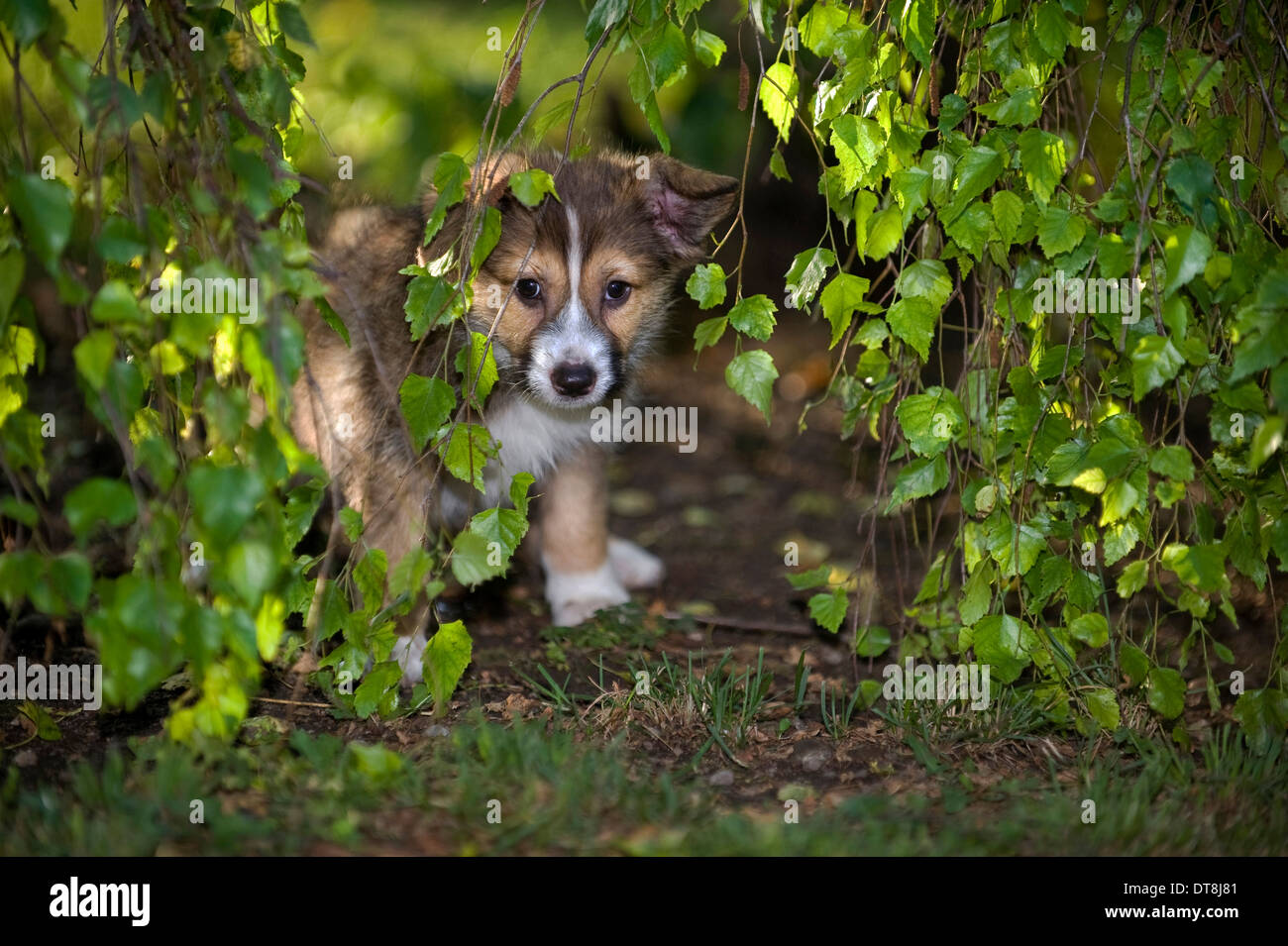 Puppy under a tree hi-res stock photography and images - Alamy
