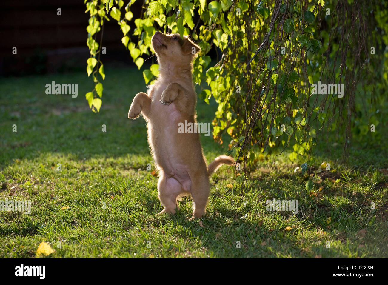 Mixed-breed dog Puppy (8 weeks old) standing on its haunches to catch ...