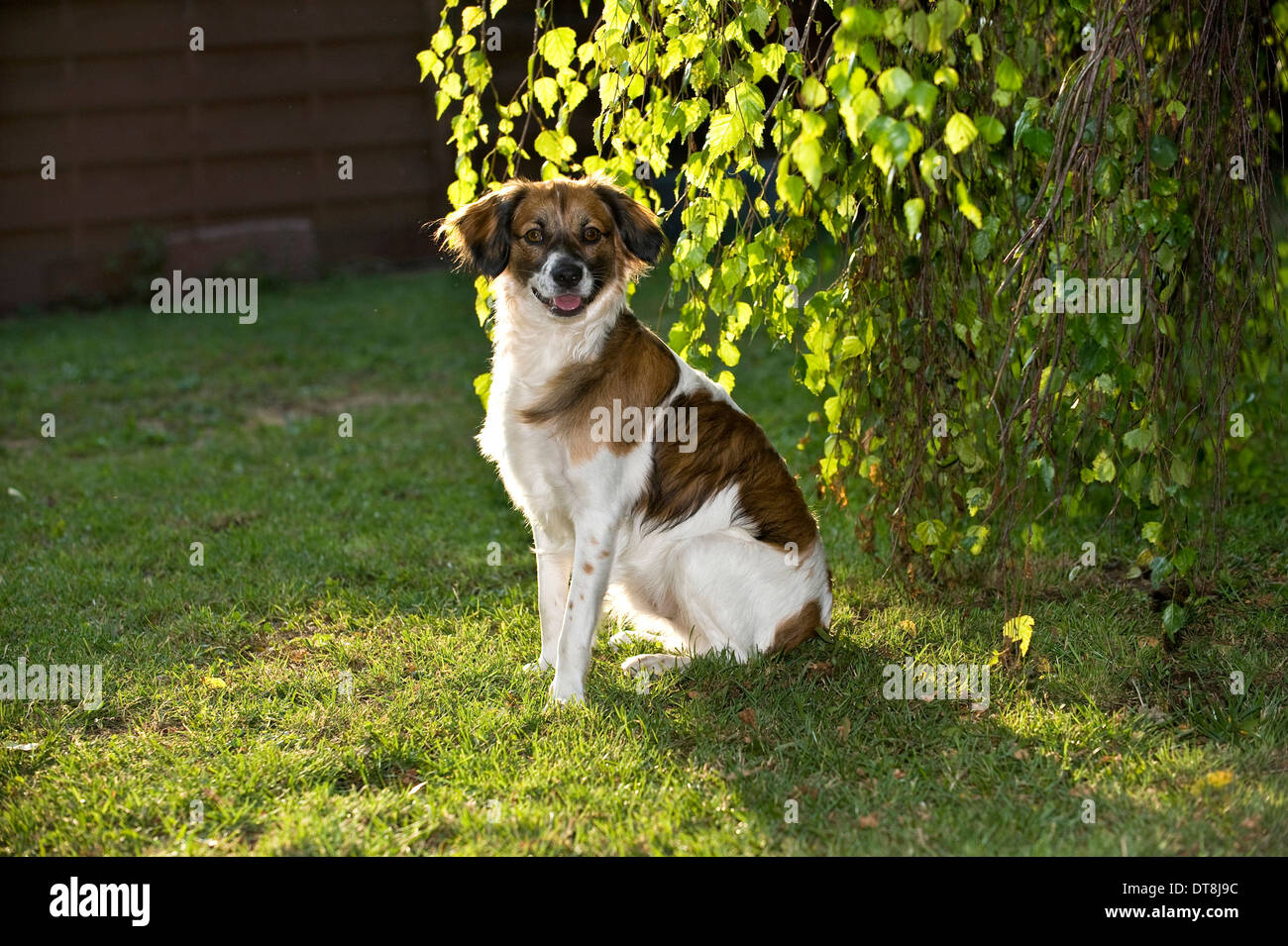 Mixed-breed dog Juvenile (9 month old) sitting under a Birch Stock ...