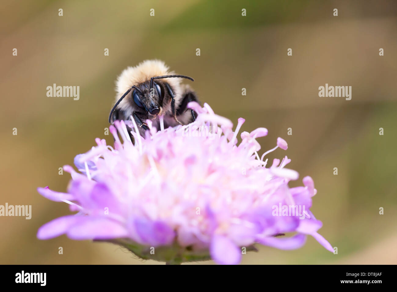 Bee violet hi-res stock photography and images - Alamy