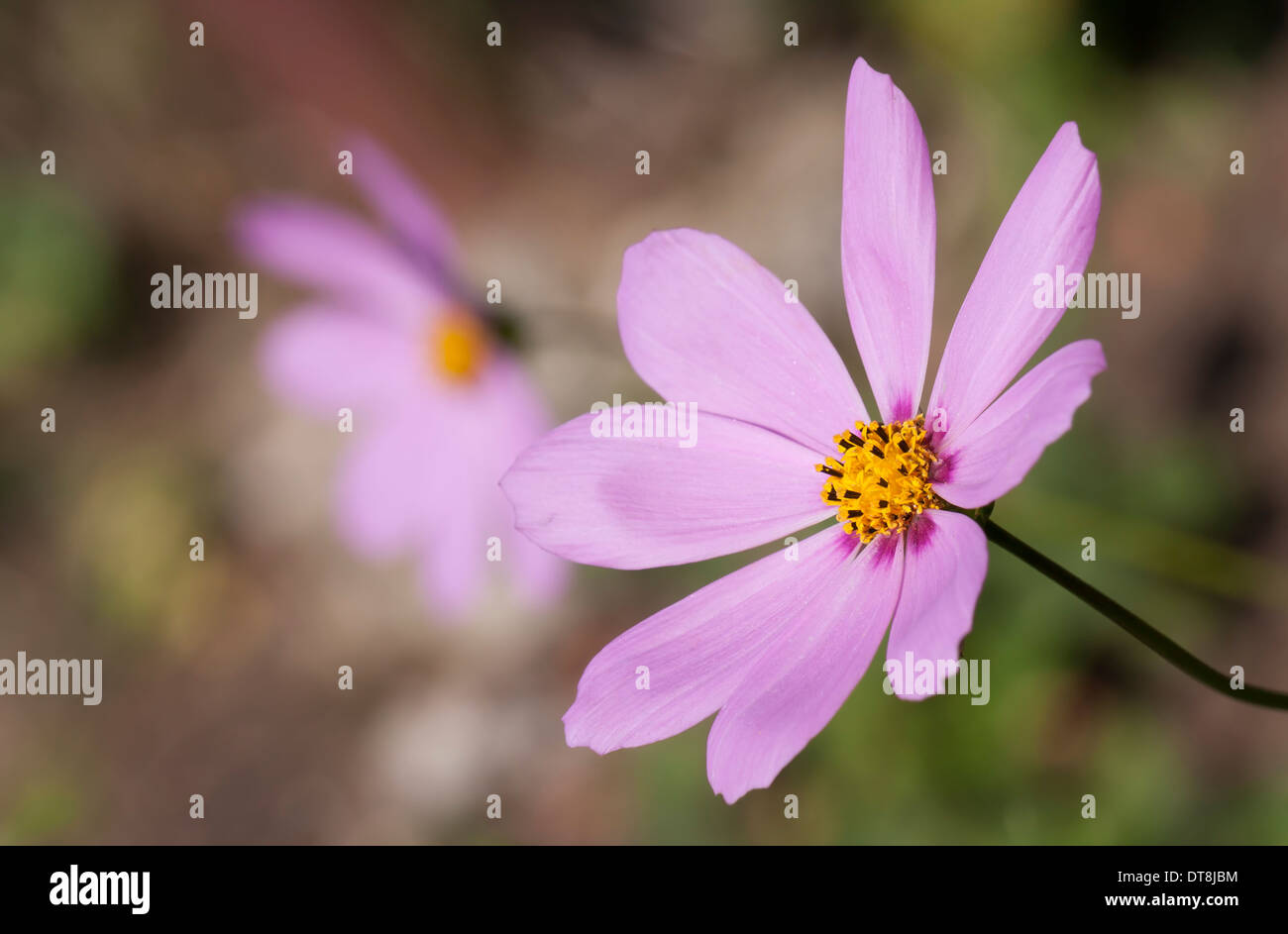 Cosmo plant hi-res stock photography and images - Alamy
