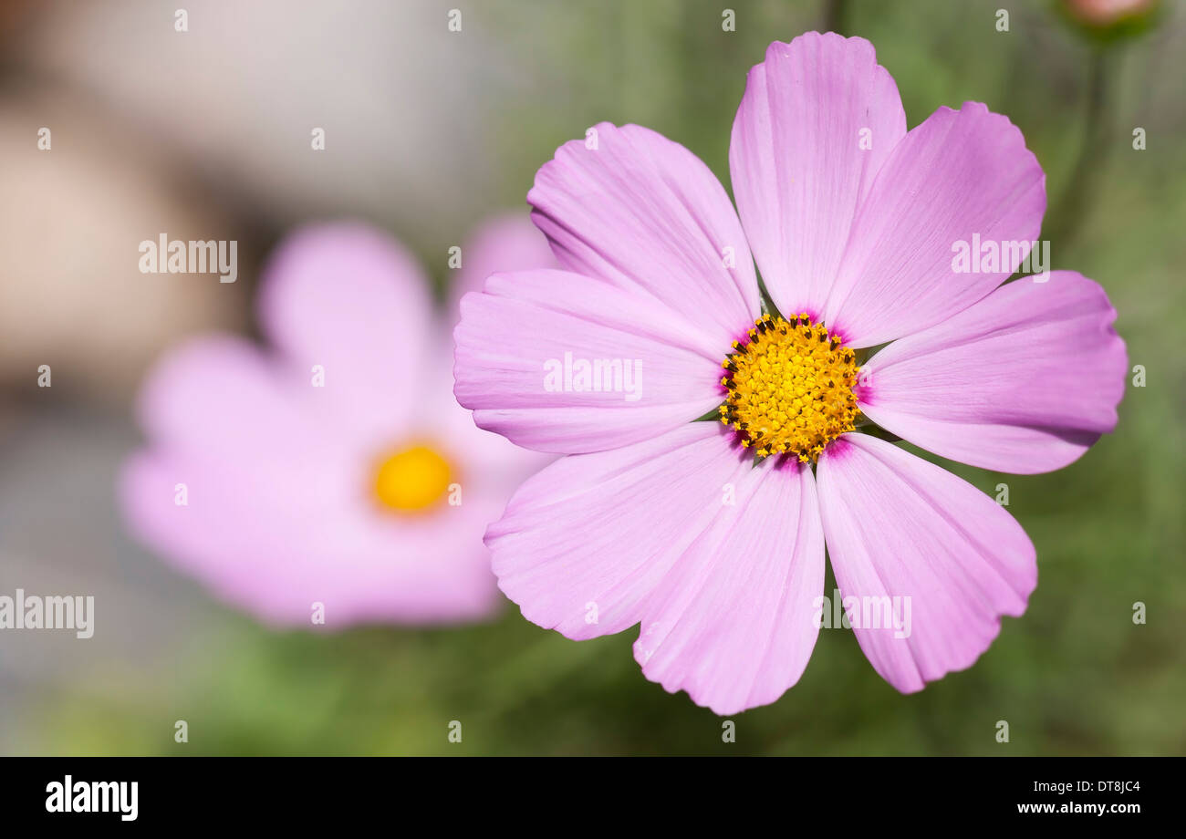 Closeup of a bloom of beautiful pink cosmos flower Stock Photo - Alamy