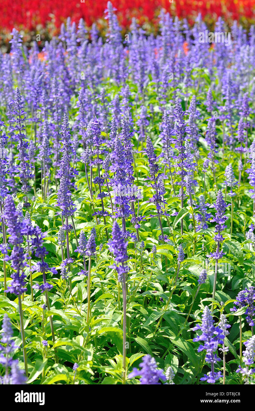 Colorful of many small flower, look like stars Stock Photo - Alamy