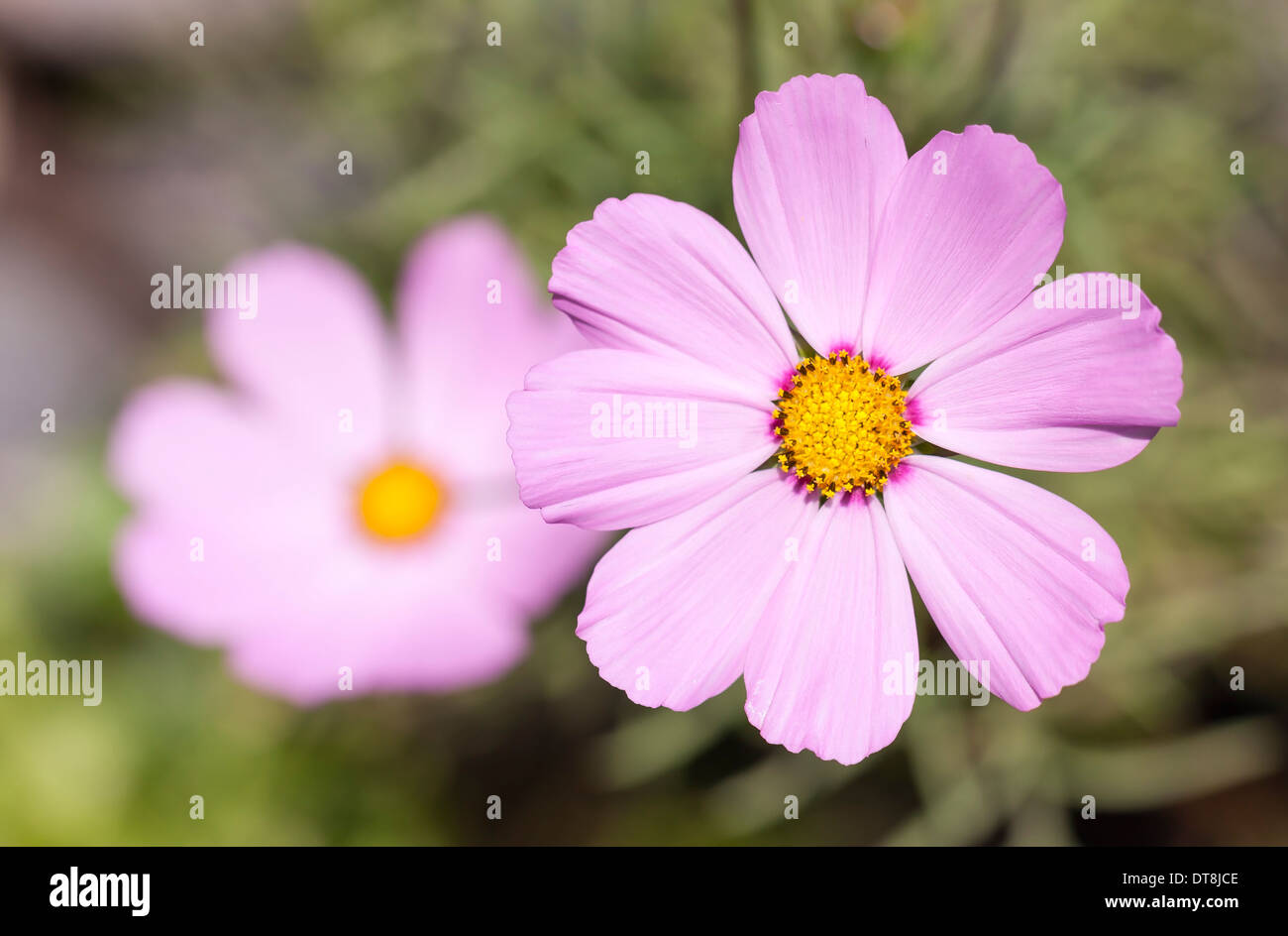 Closeup of a bloom of beautiful pink cosmos flower Stock Photo - Alamy