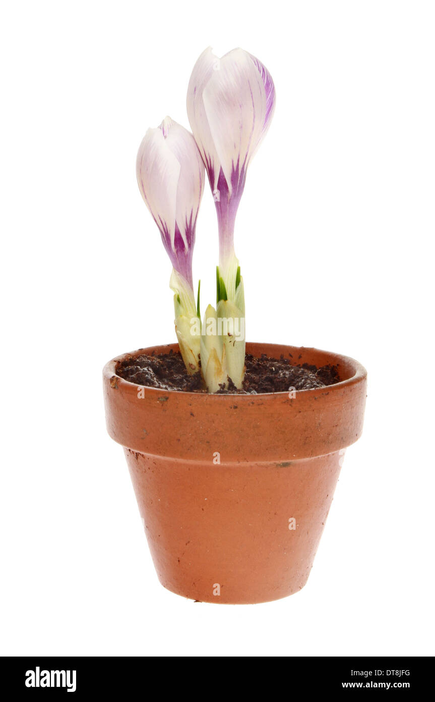 Crocus flowers in a small terracotta plant pot isolated against white ...