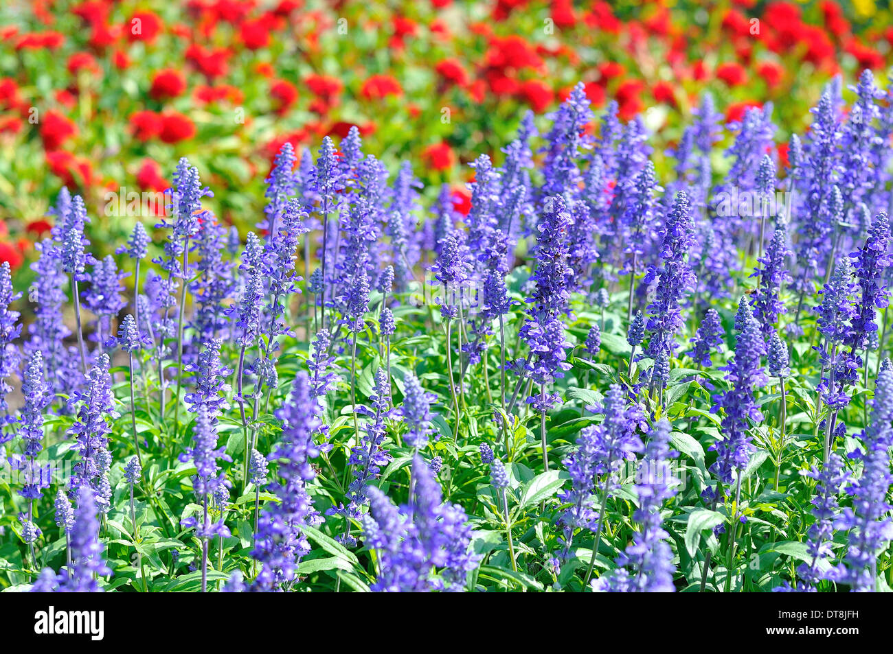 Colorful of many small flower, look like stars Stock Photo - Alamy