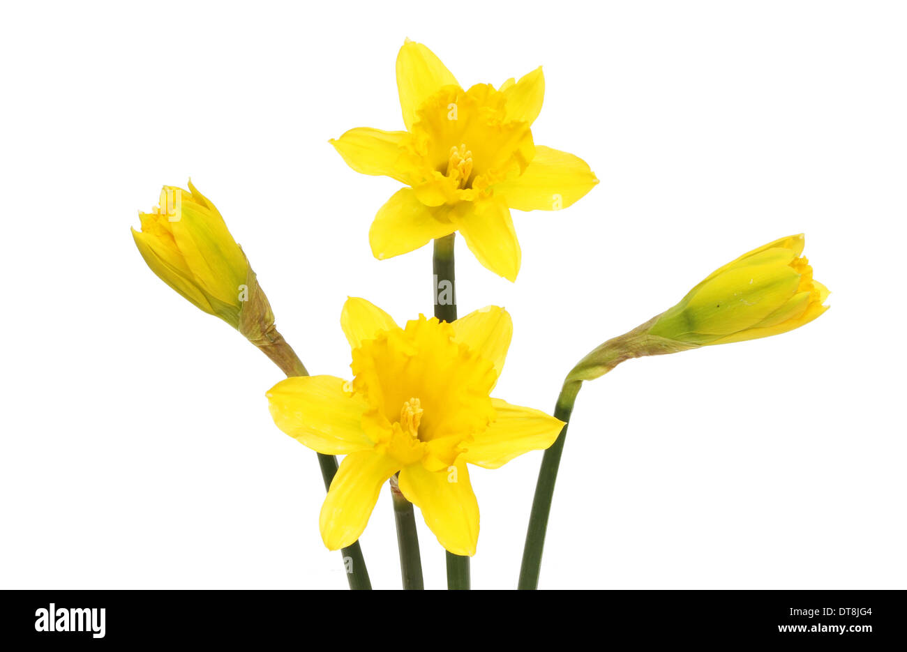 Breaking bud hi-res stock photography and images - Alamy