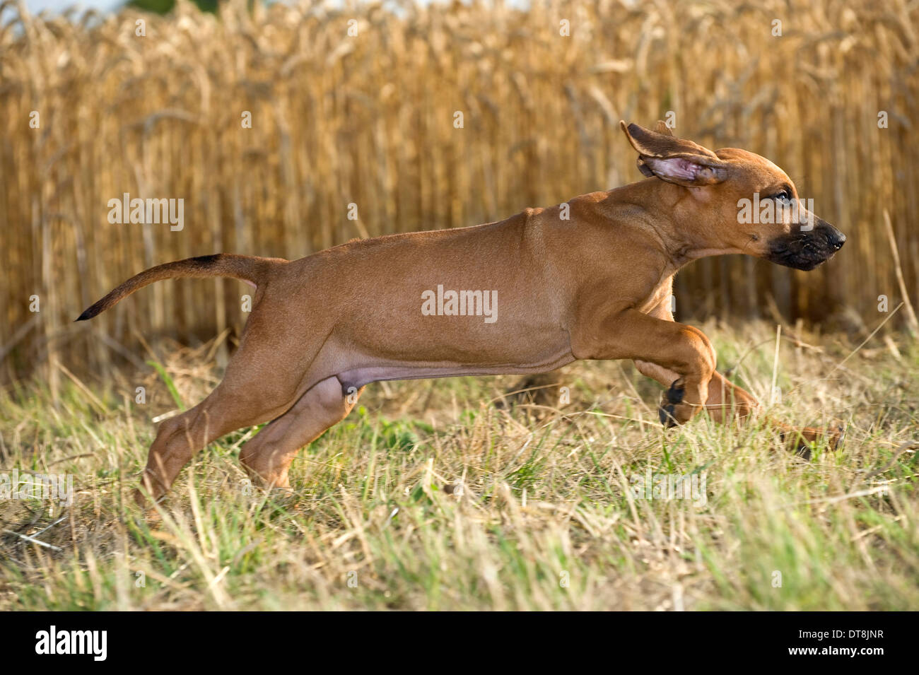 Rhodesian Ridgeback Puppy (9 weeks old) running on the edge of a corn ...