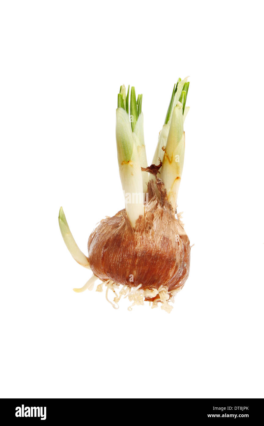 Sprouting crocus bulb with new shoots and developing roots isolated ...