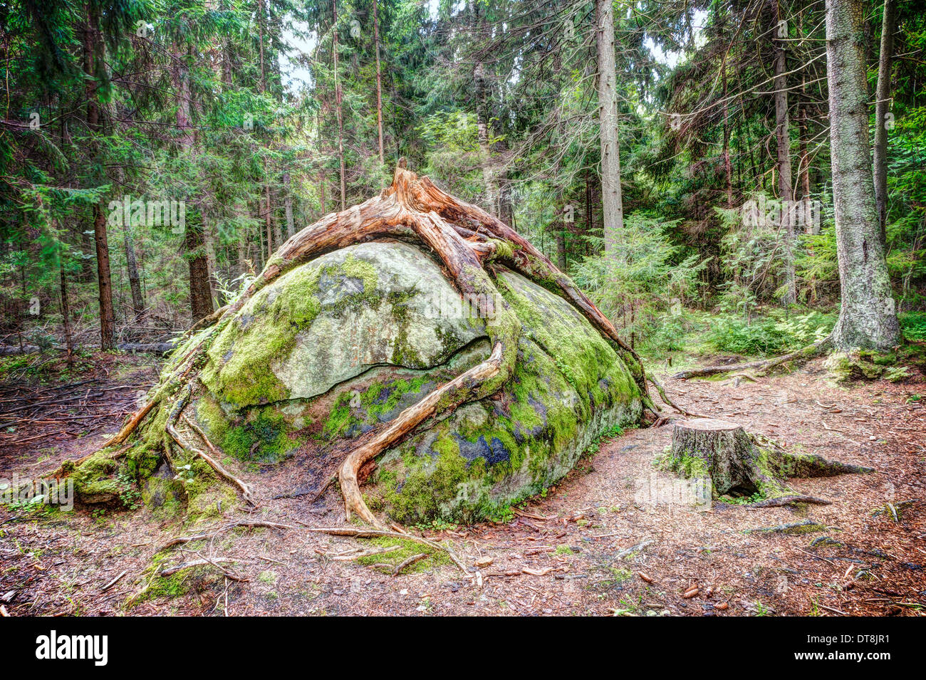 Big broken fir tree roots around big rock in forest Stock Photo - Alamy
