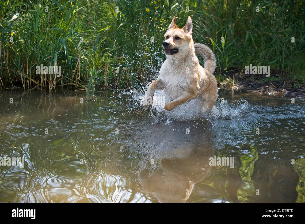 Mix dog running water hi-res stock photography and images - Alamy