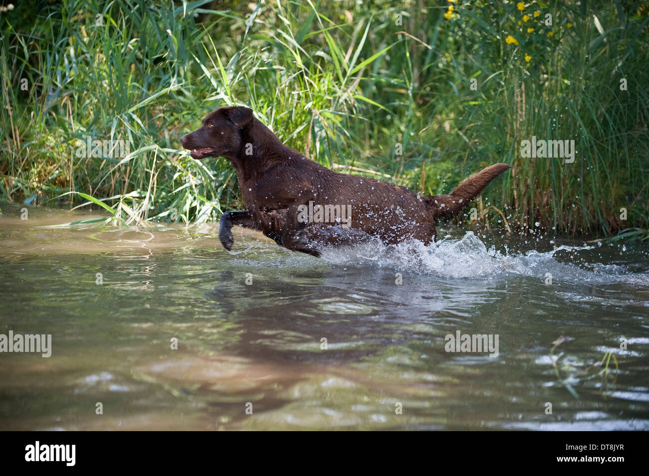 Labrador running through water hi-res stock photography and images - Alamy