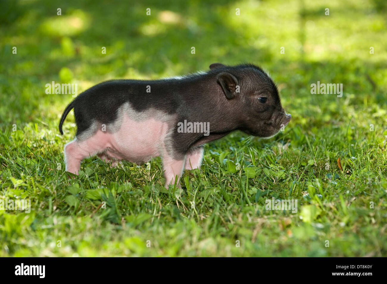 Piglet Black And White