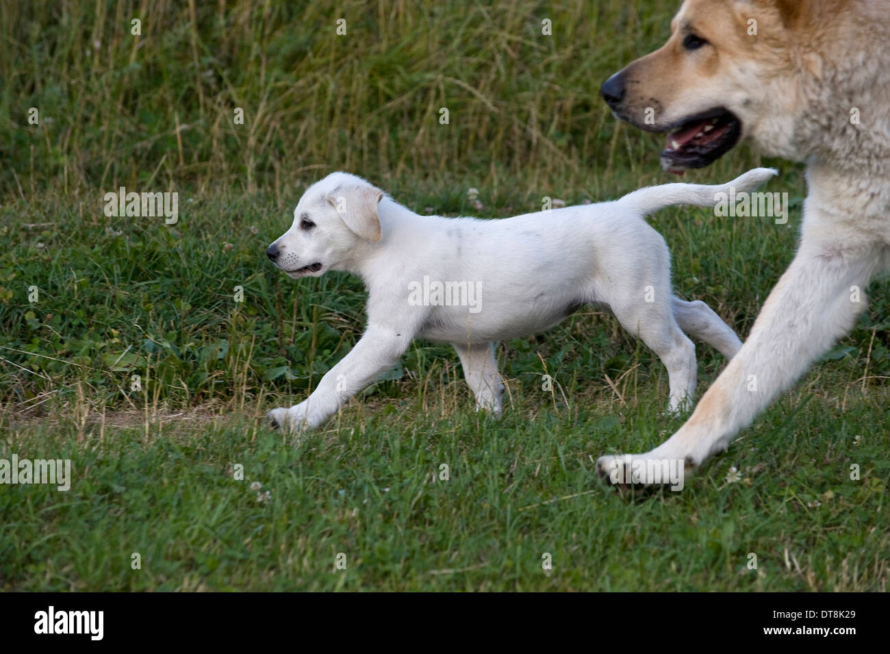 Mixed-breed dog Male with its daughter (9 weeks old) walking on a path ...
