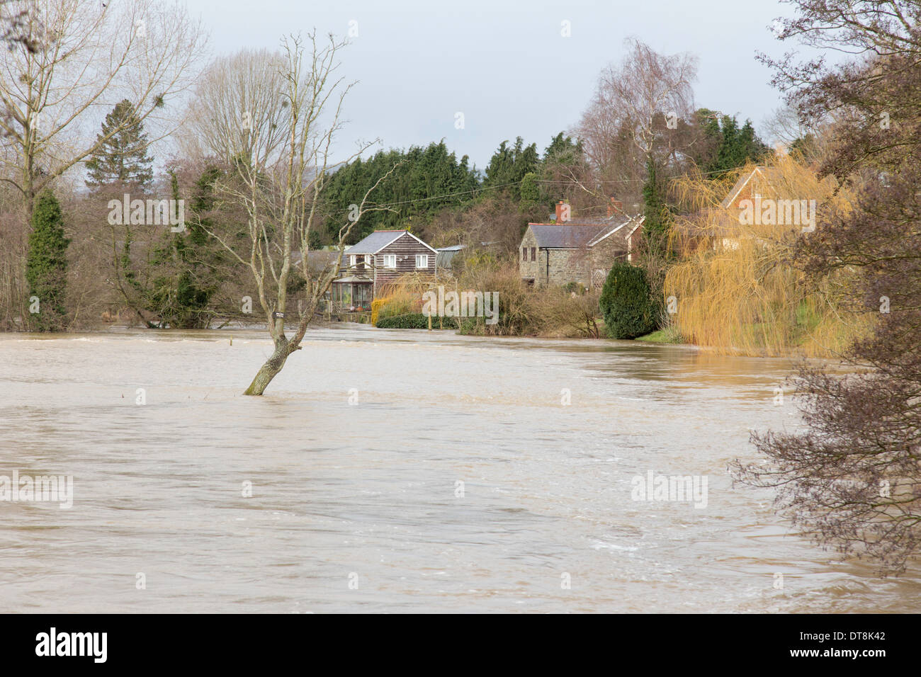 The flooded River Teme at Leintwardine, Herefordshire, England, UK ...
