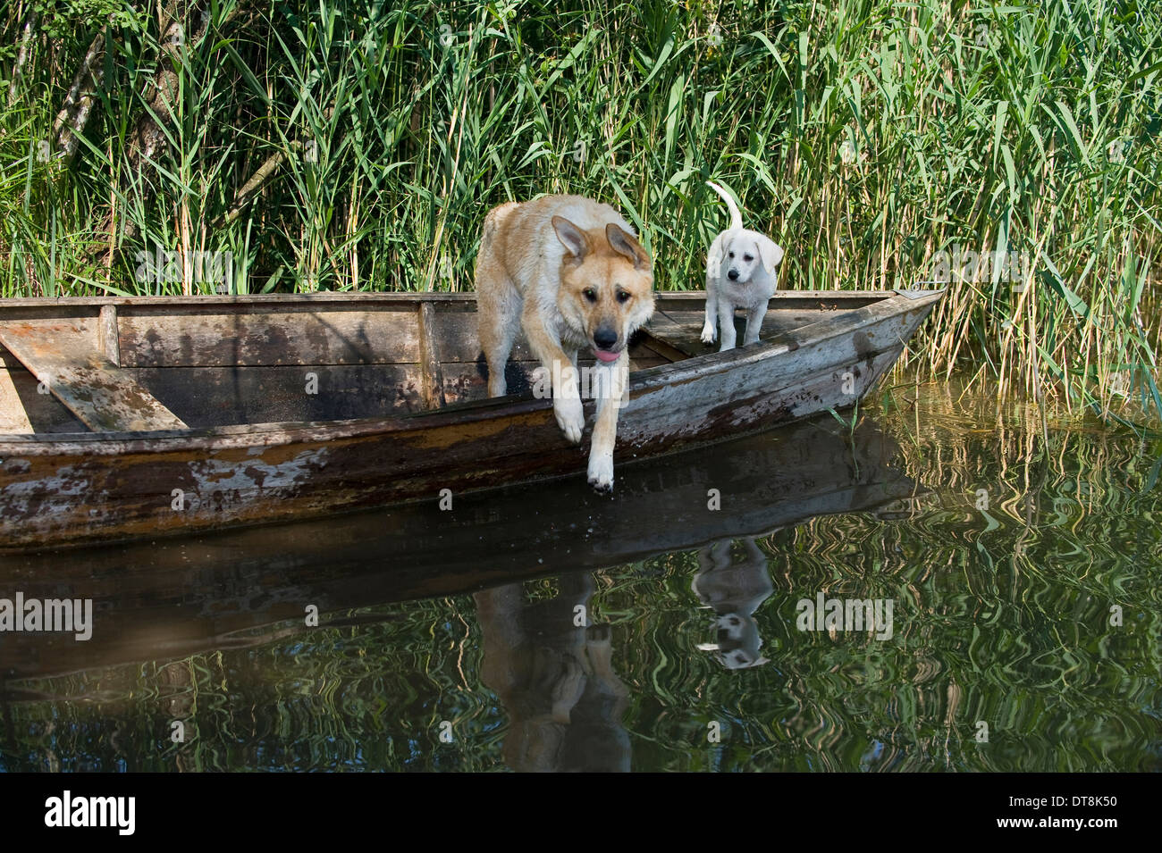 Rowing boat with dog hi-res stock photography and images - Alamy