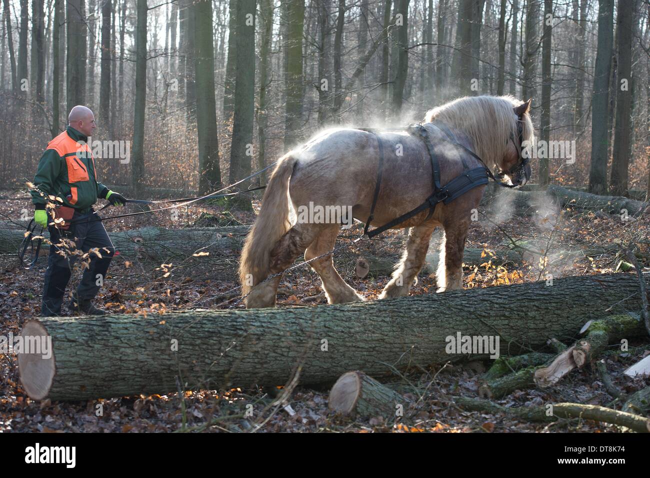 Chorin, Germany. 10th Feb, 2014. Mario Kaufmann works with logging ...