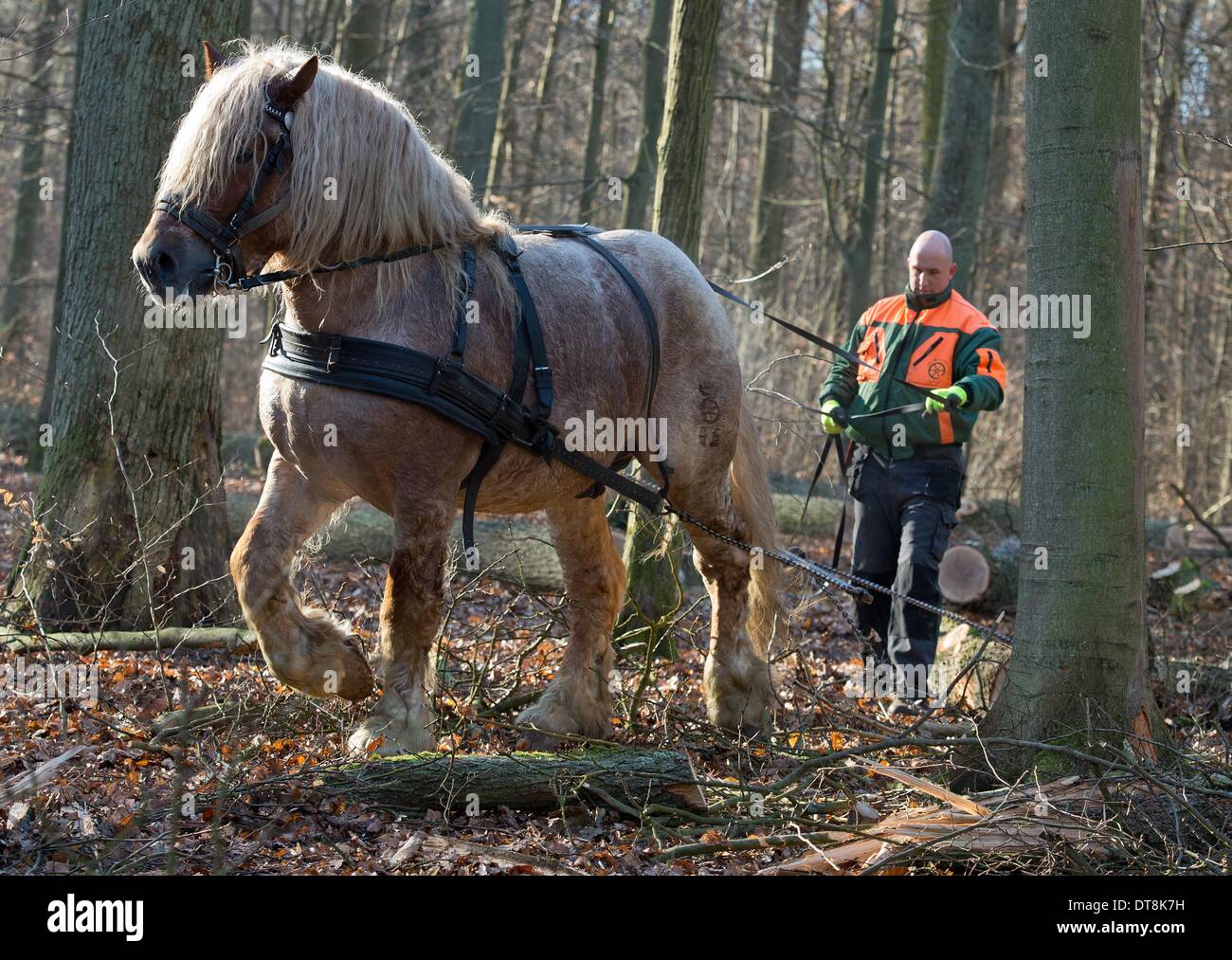 Chorin, Germany. 10th Feb, 2014. Mario Kaufmann works with logging ...
