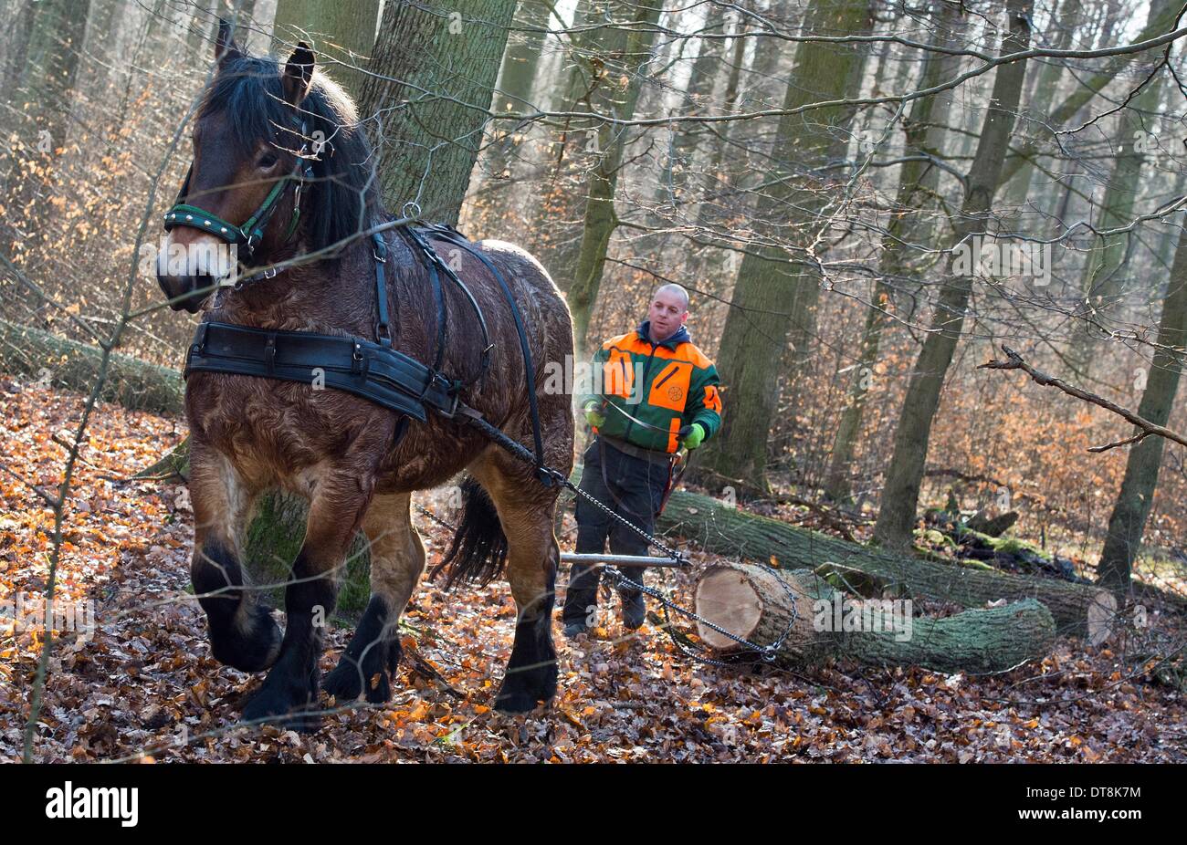 Chorin, Germany. 10th Feb, 2014. Hardy Kaufmann works with logging ...